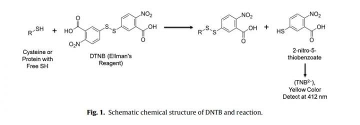 BioProcess Analytics | BPA - 使用SoloVPE测定单克隆抗体中游离巯基含量